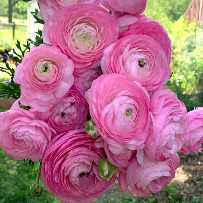 Ranunculus 'Candy Pink' | Ranunculus Corms – Gardeners Dream