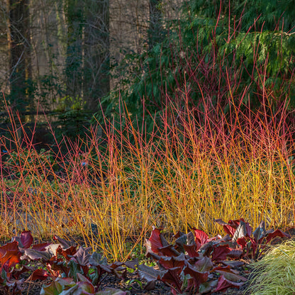 Cornus 'Winter Beauty' | Dogwood – Gardeners Dream