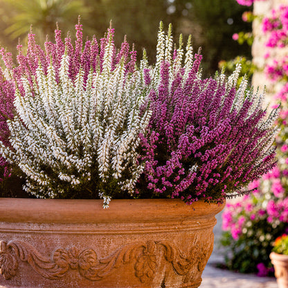 Erica 'Winter Ladies' Heather Mix | Winter Heather – Gardeners Dream