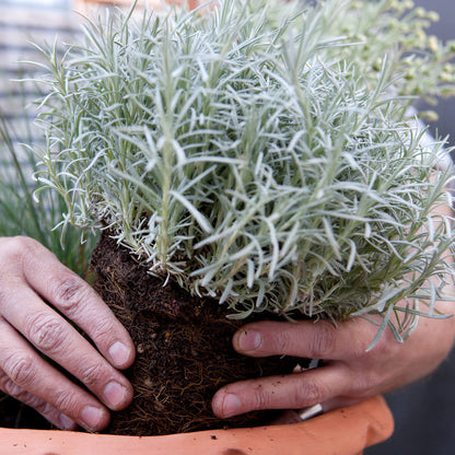 Curry Plant Herb Plants | Helichrysum italicum – Gardeners Dream