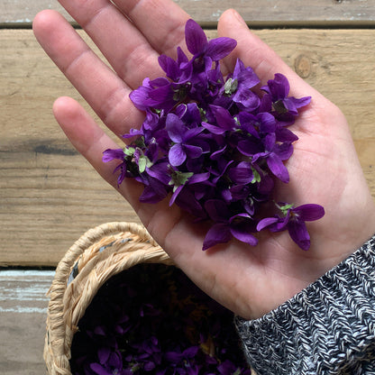 Sweet Violet Herb Plants | Viola odorata – Gardeners Dream