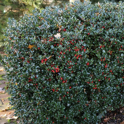 Ilex 'Blue Princess' | Holly – Gardeners Dream