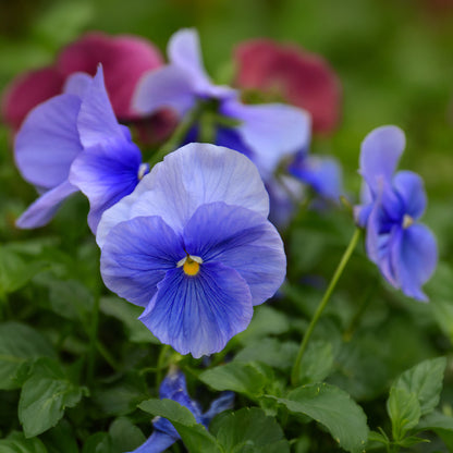 Jumbo Pure Light Blue Winter Pansy | Pansy – Gardeners Dream