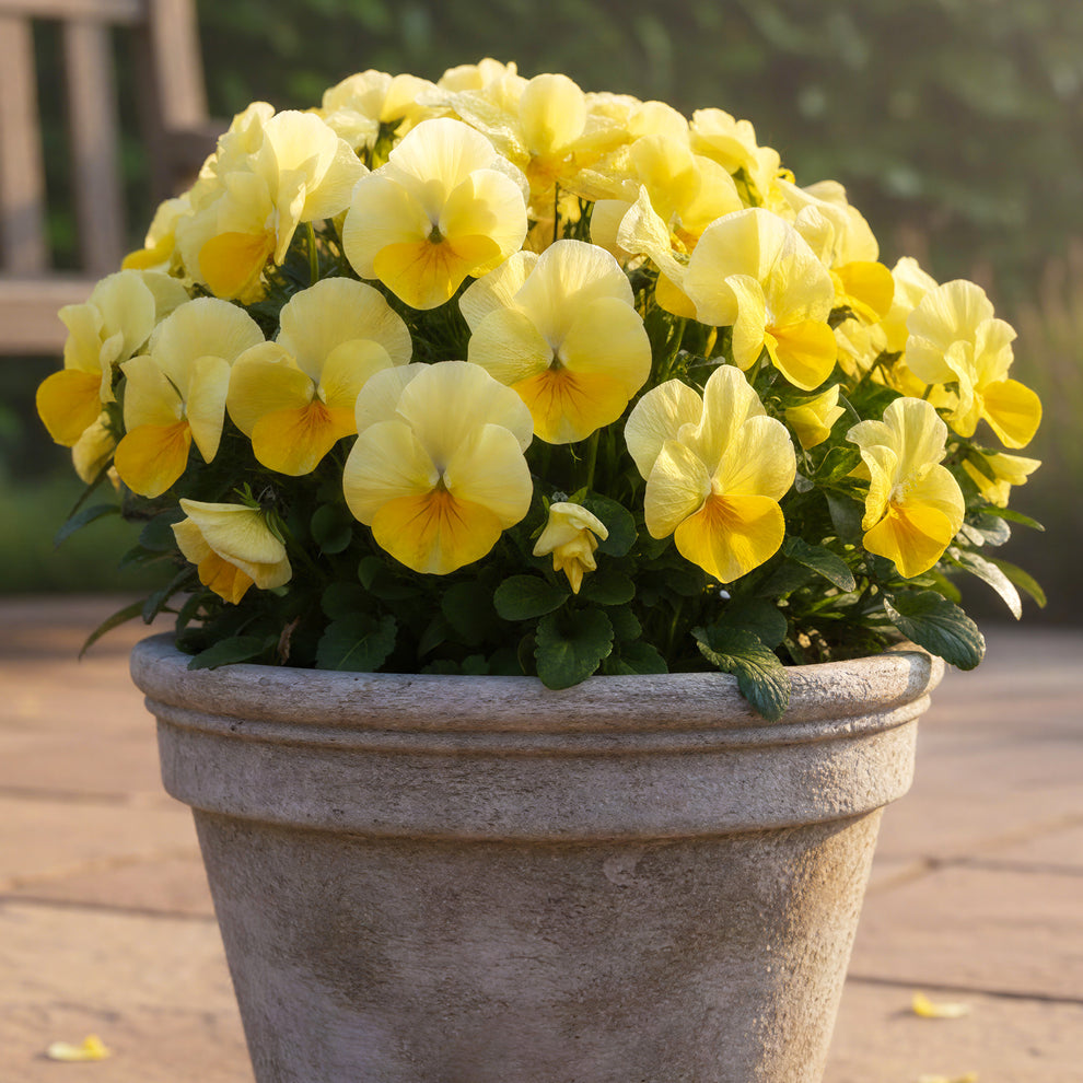 Jumbo Pure Primrose Winter Pansy | Pansy – Gardeners Dream