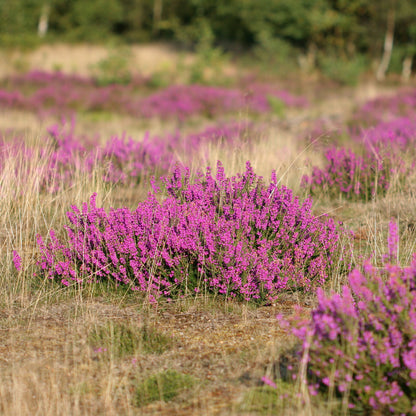 Red Erica Heather | Winter Heather – Gardeners Dream