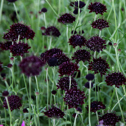 Scabiosa 'Black Knight' | Sweet Scabious Flower Seeds – Gardeners Dream