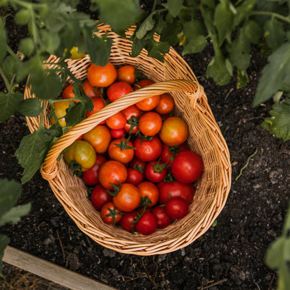 Tomato 'Bite Size' Seeds | Easy to Grow Bush Cherry Tomatoes ...