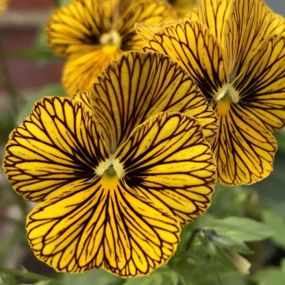 Viola Tiger Eye Bedding Plants | Sweet Violet – Gardeners Dream