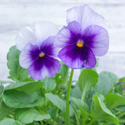 Winter Flowering Viola Beaconsfield | Horned Violet – Gardeners Dream