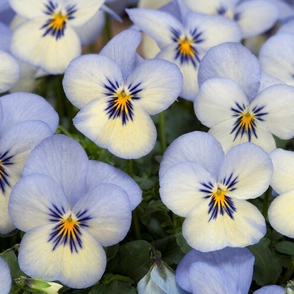Winter Flowering Viola Blue Picotee | Horned Violet – Gardeners Dream