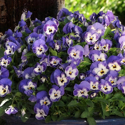 Winter Flowering Viola Delft Blue | Horned Violet – Gardeners Dream