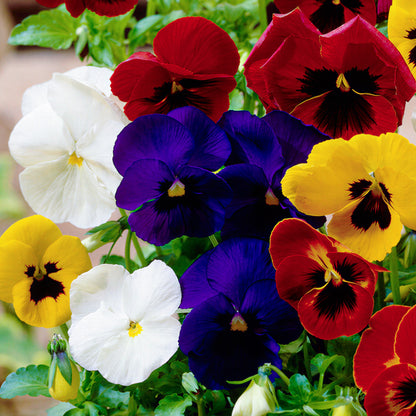 Winter Flowering Viola Mix | Horned Violet – Gardeners Dream
