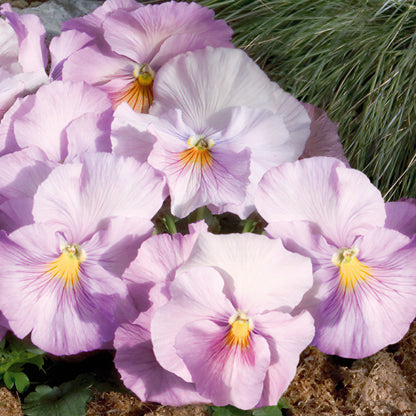 Winter Flowering Viola Pink Lavender | Horned Violet – Gardeners Dream