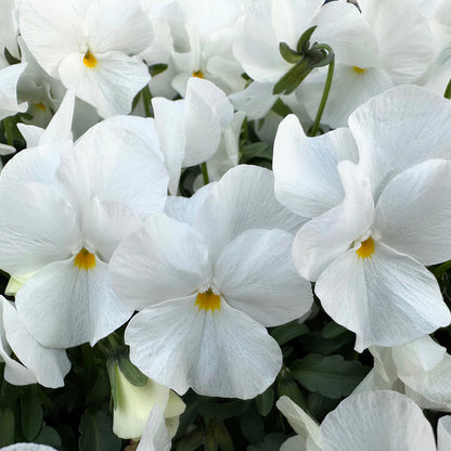 Winter Flowering Viola Rocky White | Horned Violet – Gardeners Dream