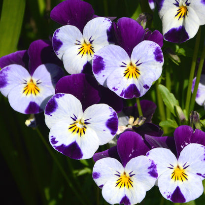 Winter Flowering Viola White & Purple | Horned Violet – Gardeners Dream