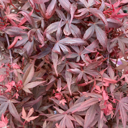 Acer palmatum Hime-Shojo Tree | Japanese Maple | Free UK Delivery Over ...