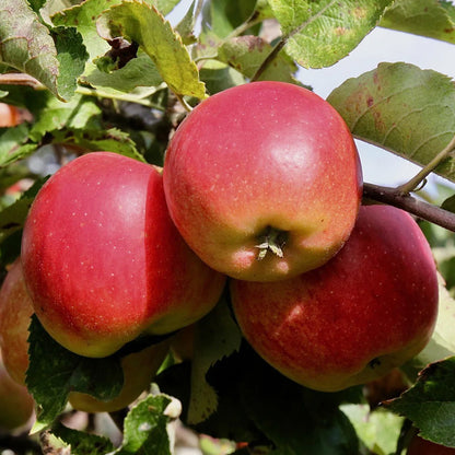 Apple 'Jonagold' | Apple Tree – Gardeners Dream