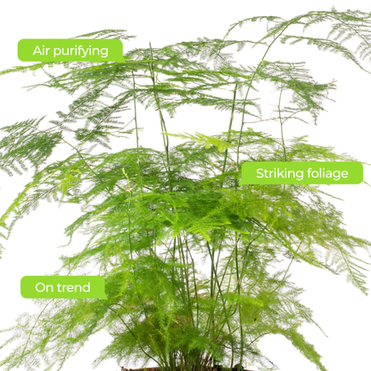 Asparagus Fern | Asparagus setaceus 'Plumosus' – Gardeners Dream