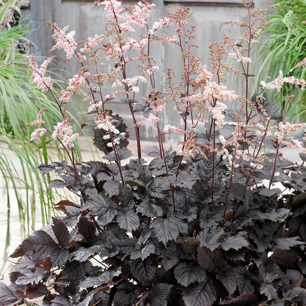 Astilbe 'Chocolate Shogun' | False Goat's Beard – Gardeners Dream
