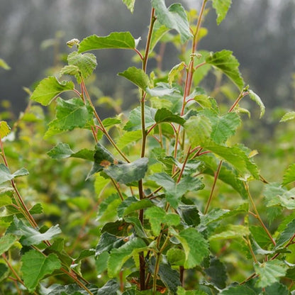 Downy Birch Bare Root Hedge | White Birch – Gardeners Dream