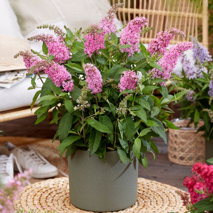 Buddleia 'Candy Little Pink' | Butterfly Bush – Gardeners Dream
