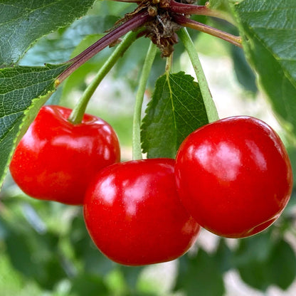 Cherry 'Morello' | Cherry Tree – Gardeners Dream