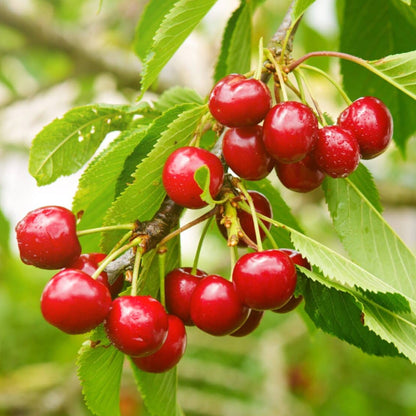 Cherry 'Stella' | Cherry Tree – Gardeners Dream