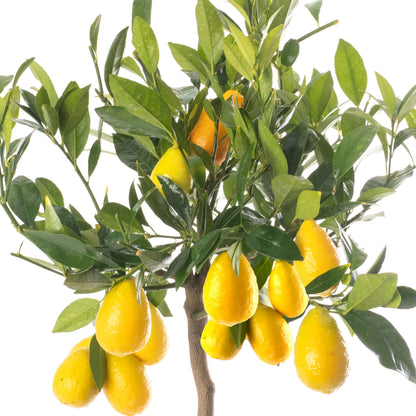 Limequat Tree | Limequat Tree – Gardeners Dream