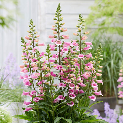 Digitalis 'Lucas Pink' | Foxglove – Gardeners Dream