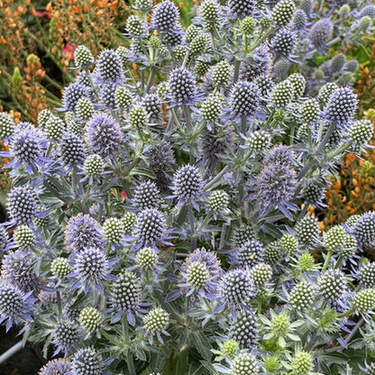 Eryngium 'Grumpy' | Sea Holly – Gardeners Dream