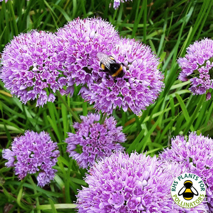 Allium 'Millenium' | Ornamental Onions – Gardeners Dream