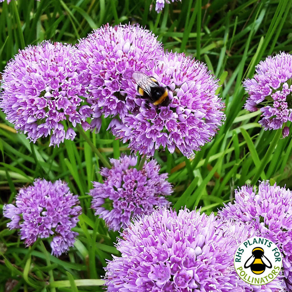Allium 'Millenium' | Ornamental Onions – Gardeners Dream