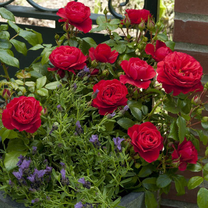 Rosa 'Cherry Girl' | Bush Rose – Gardeners Dream