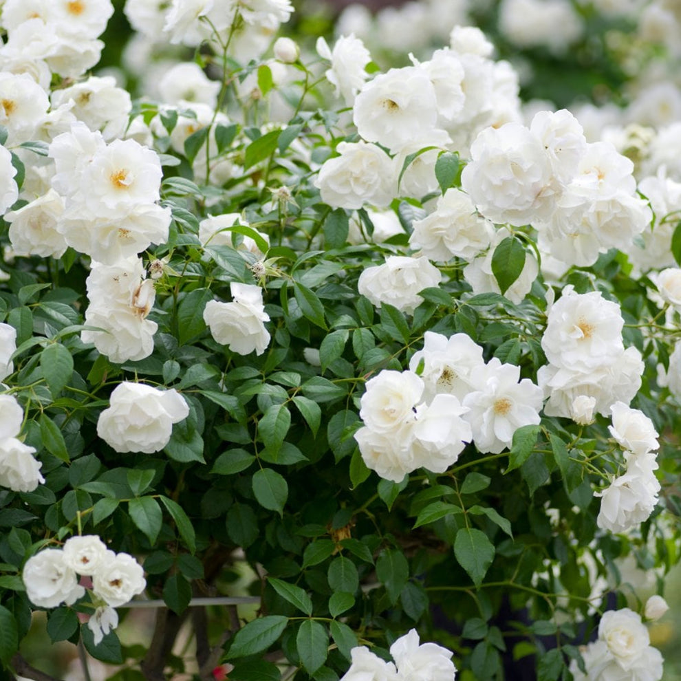Rosa 'Iceberg' | Bush Rose – Gardeners Dream