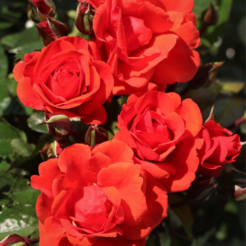 Rosa 'Precious Love' | Bush Rose – Gardeners Dream