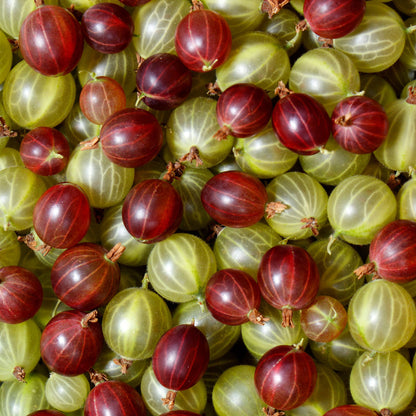 Gooseberry 'Achilles' | Gooseberry – Gardeners Dream