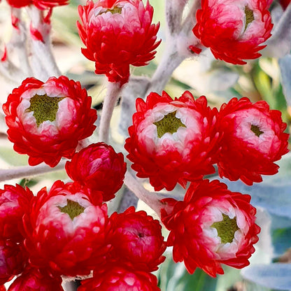 Helichrysum 'Red Jewel' | Strawflower – Gardeners Dream