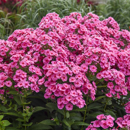 Phlox 'Famous Magenta' | Garden Phlox – Gardeners Dream