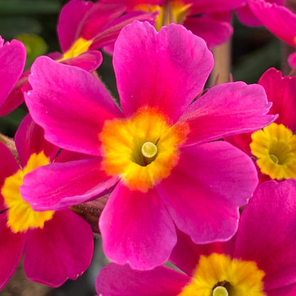 Primula 'Oakleaf Magenta' | Oakleaf Primrose – Gardeners Dream