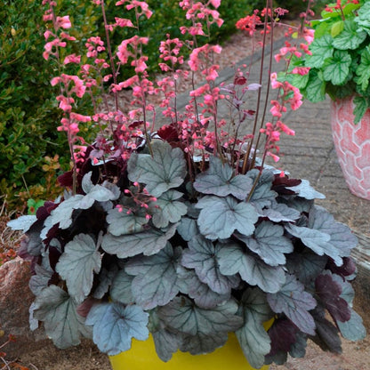 Heuchera 'Silver Gumdrop' | Coral Bells – Gardeners Dream