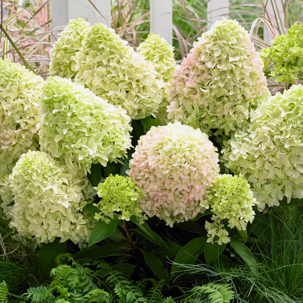 Hydrangea 'Little Fresco' | Panicle Hydrangea – Gardeners Dream