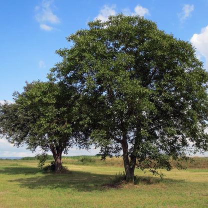 Juglans regia | Walnut Tree – Gardeners Dream