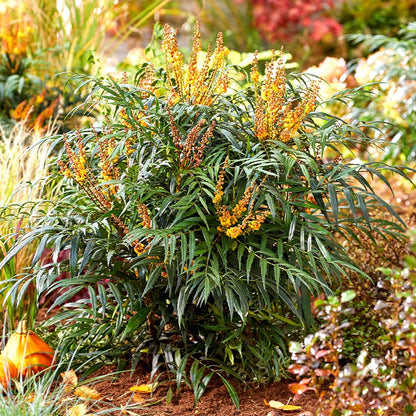 Mahonia 'Volcano' | Oregon Grape – Gardeners Dream