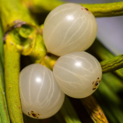 Mistletoe Bundle | Christmas Decoration – Gardeners Dream