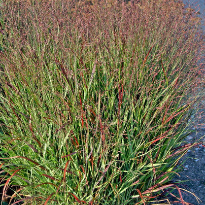Panicum 'Shenandoah' | Switchgrass – Gardeners Dream