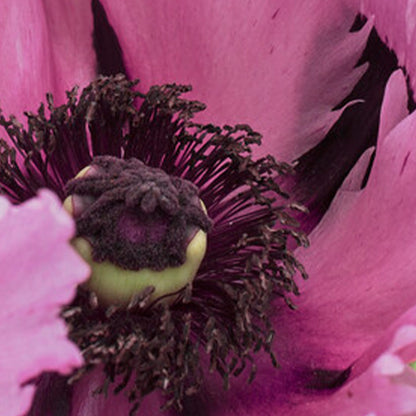 Papaver 'Pink Perfection' | Oriental Poppy – Gardeners Dream