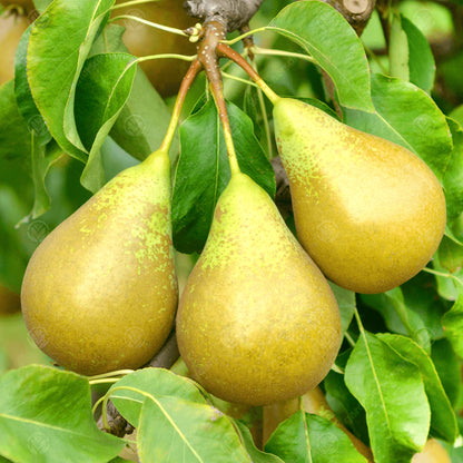 Pear 'Conference' | Pear Tree – Gardeners Dream