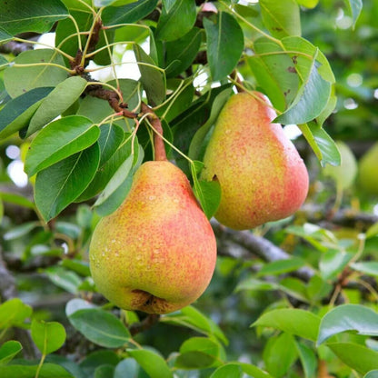 Pear 'Williams' | Pear Tree – Gardeners Dream