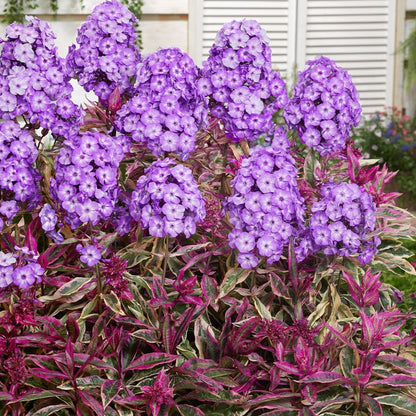 Phlox 'Ka-Pow Pink' | Garden Phlox – Gardeners Dream