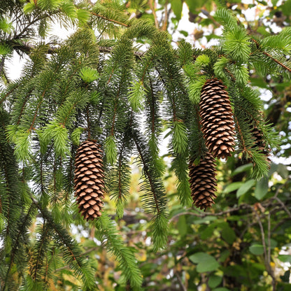 Norway Spruce Bare Root Hedge | Norway Spruce – Gardeners Dream